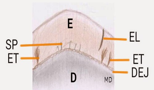 Oral Pathology India: ORAL HISTOLOGY DIAGRAMS - ENAMEL
