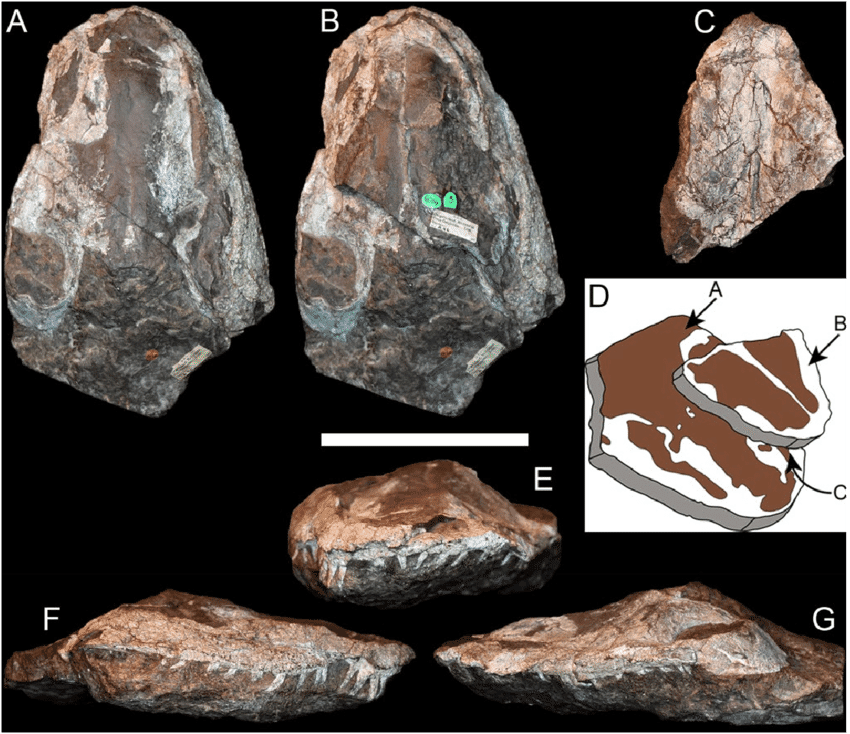 Blog de la Vida Prehistórica: Ichthyostega