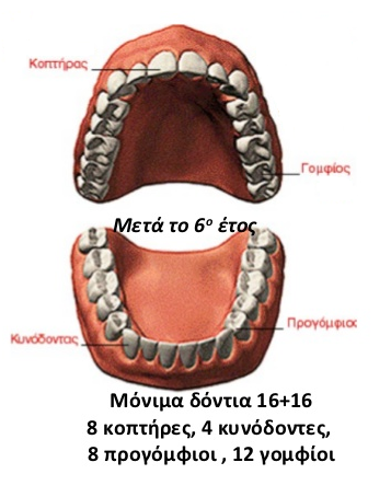 2. Τα δόντια μας - Η αρχή του ταξιδιού της τροφής - Όλα για την τάξη μου