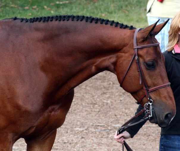 Show Ring Ready: How to Find a Braider