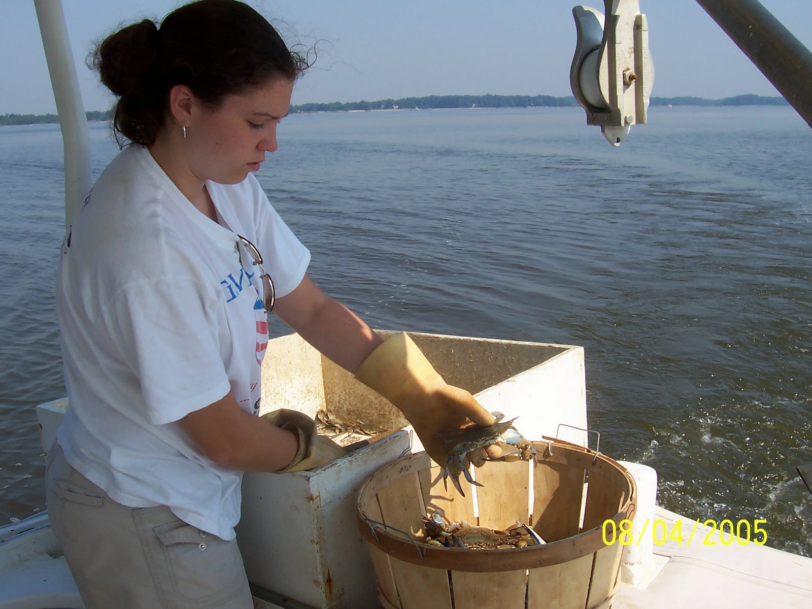 Ocean Observations: Blue Crab