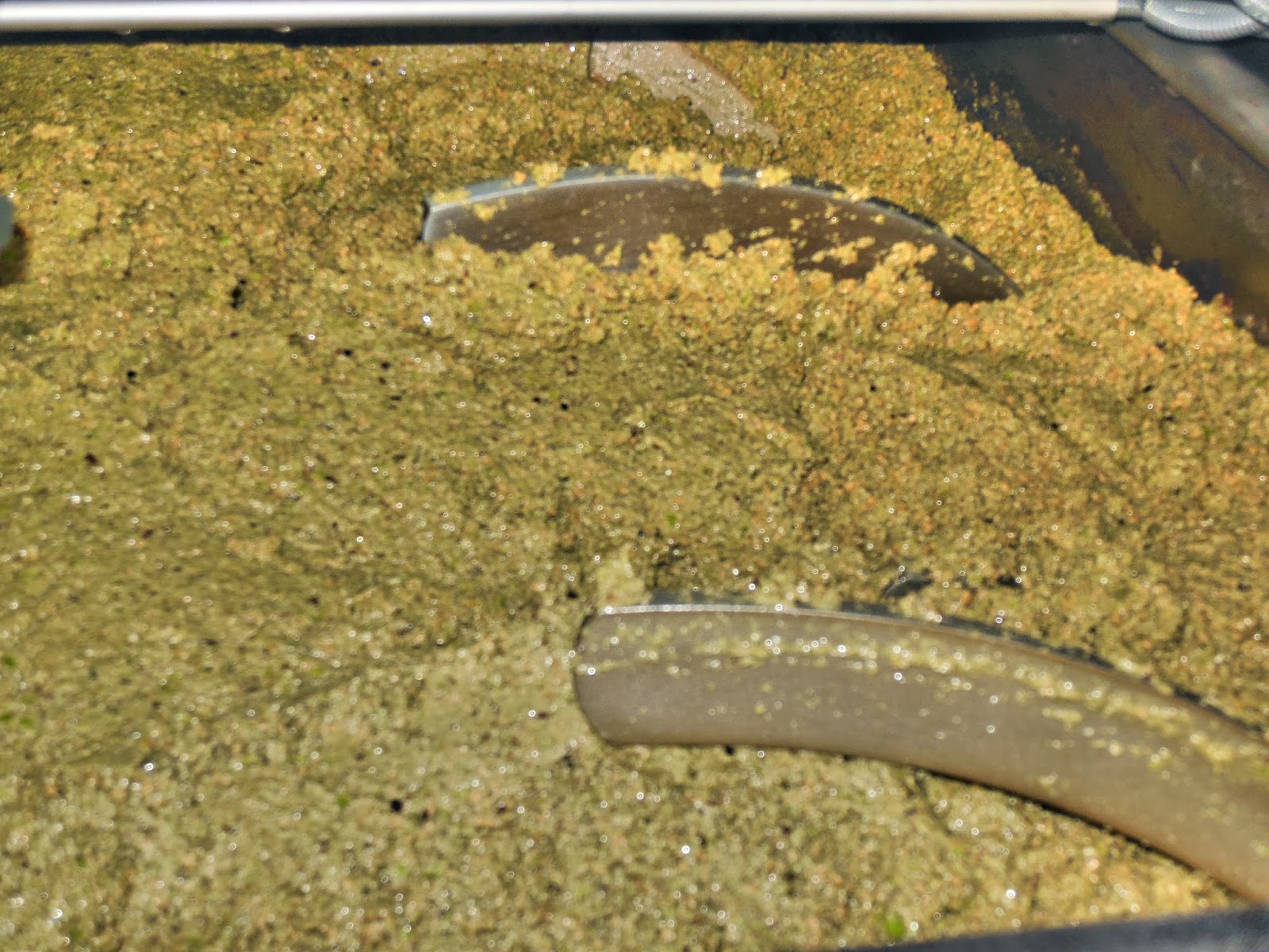 l'avventura grande: Olive Oil