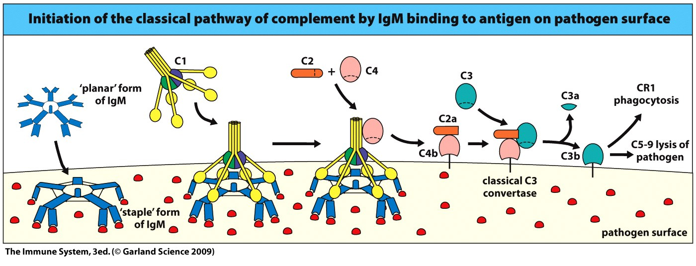 Pengertian, Macam, dan Fungsi Sistem Komplemen, Penjelasan LENGKAP ...