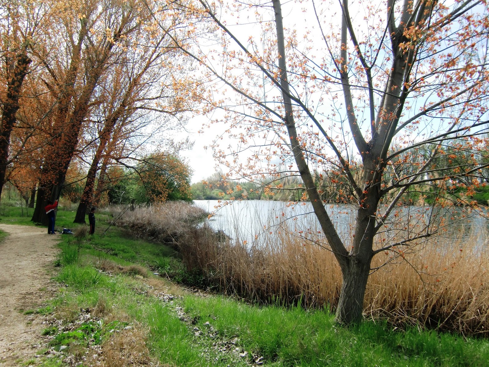 Plantas de Huerta Otea, Salamanca: Álamo, chopo (Populus nigra)