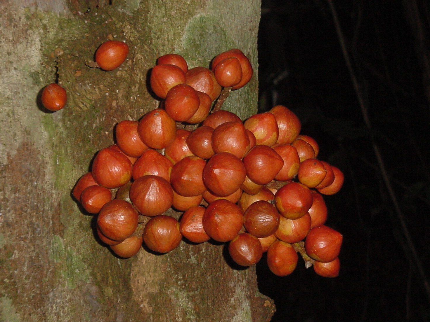 Flying Fish Friends: A Spectacular Display of Fruits at MacRitchie Rain ...