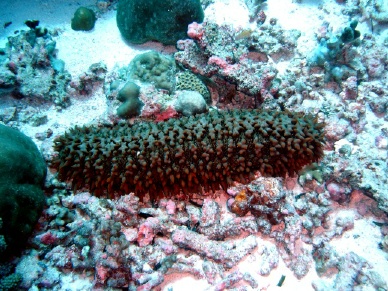 Seed to Feed Me: SEA CUCUMBER FACTS