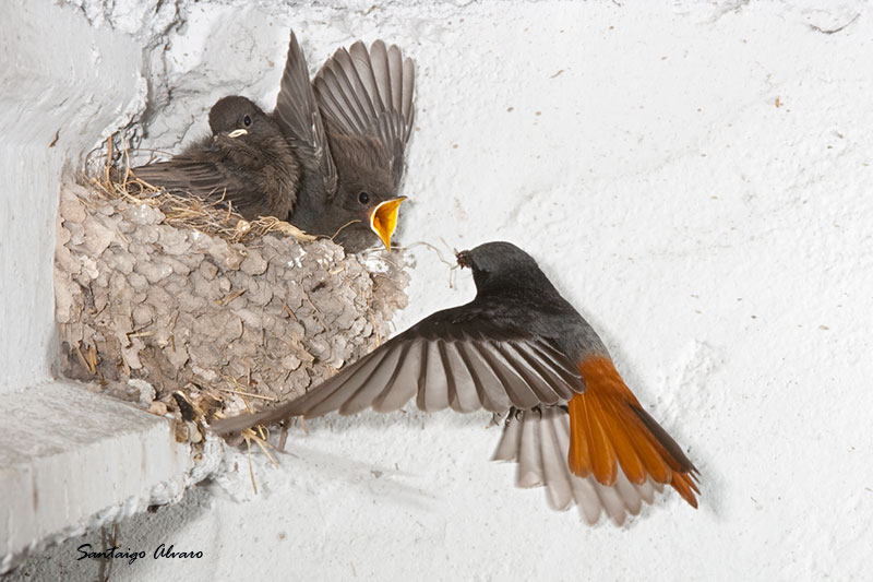 COLIRROJO TIZÓN | Mirada