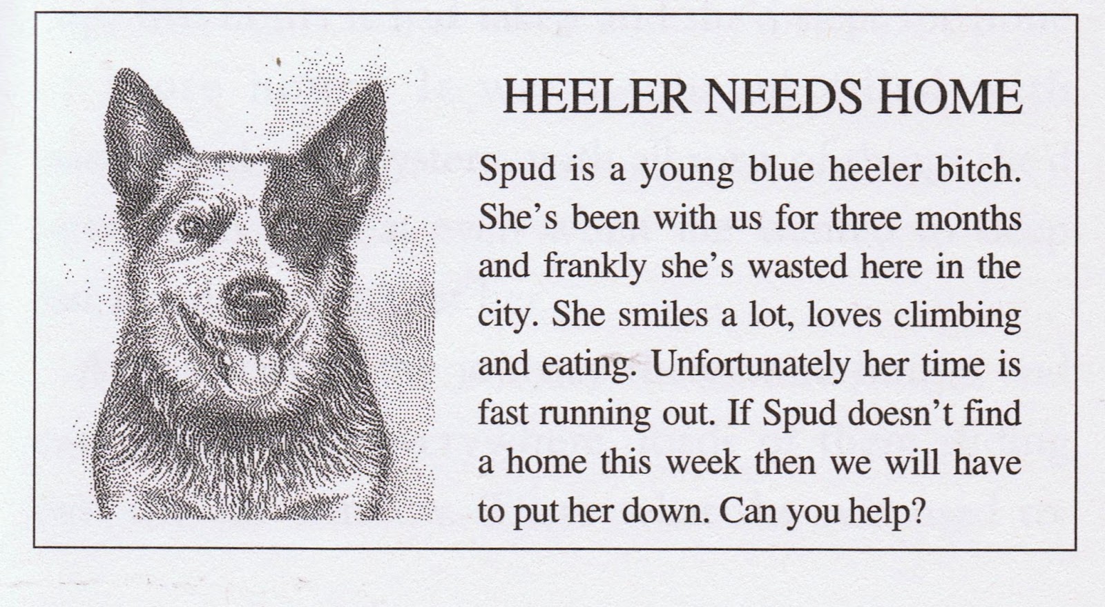 Little Library of Rescued Books: Spud by John Heffernan