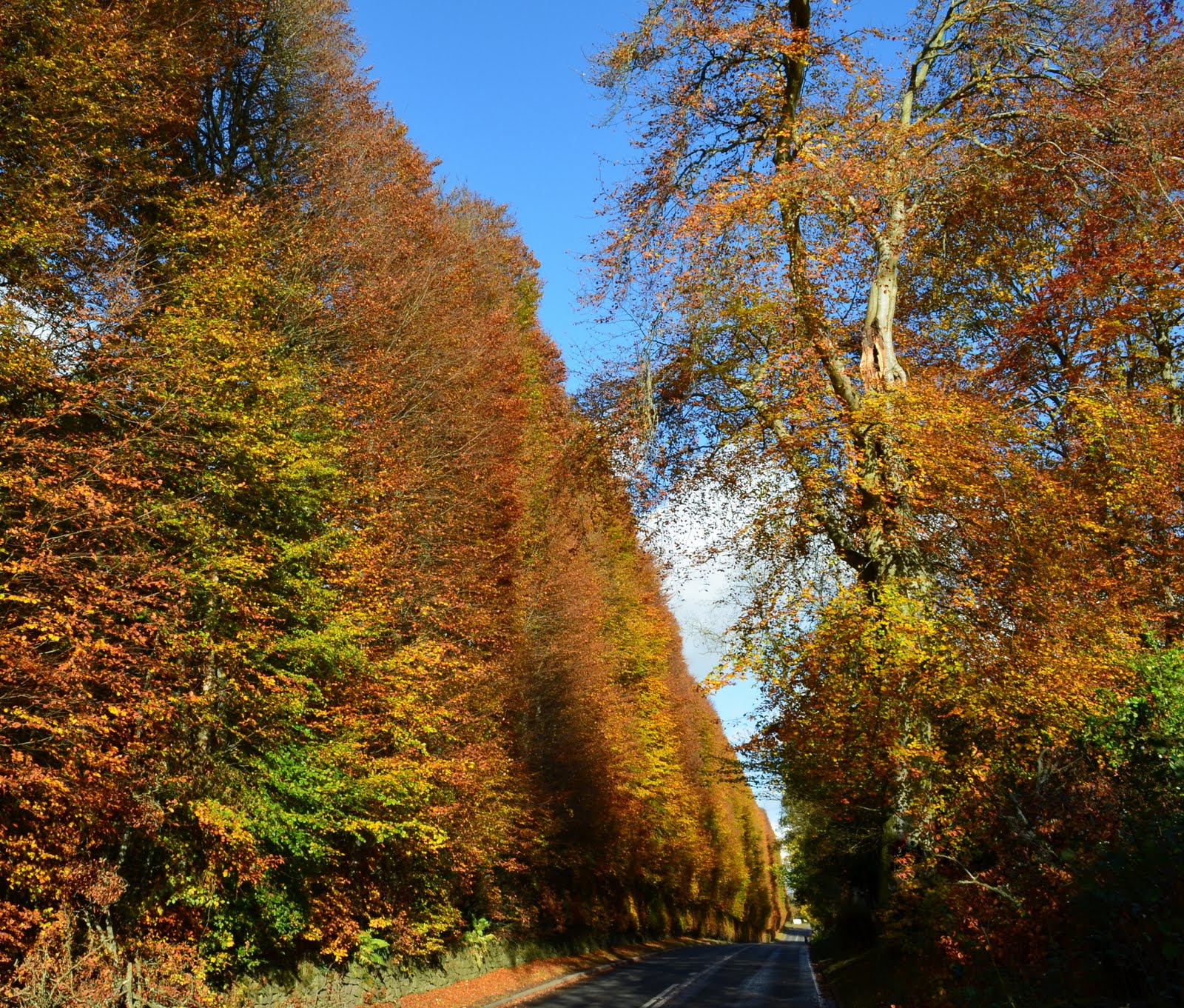 Tour Scotland: Tour Scotland Autumn Video Meikleour Beech Hedge ...