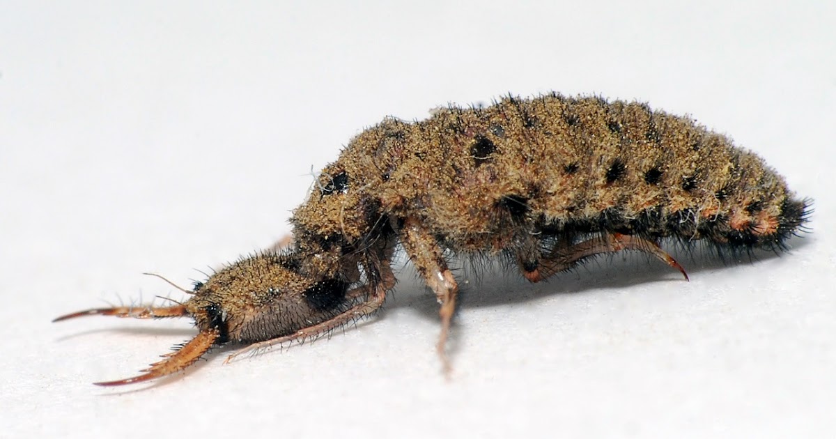 Real Monstrosities: Antlion