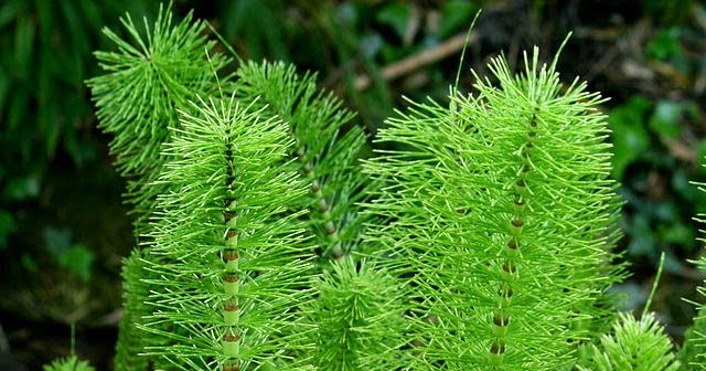 Equisetopsida - Alchetron, The Free Social Encyclopedia