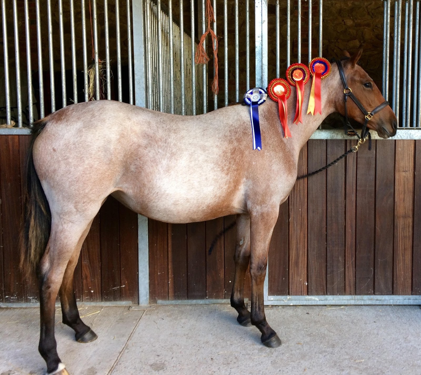 Chamfron Stud : Chamfron Zamba - First outing