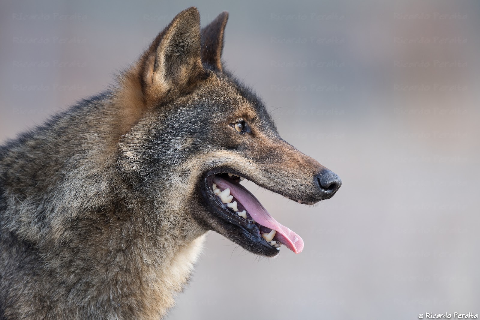 Ricardo Peralta. Fotógrafo de Naturaleza: Lobo Ibérico (Canis lupus ...