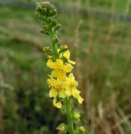Agrimony Therapeutic Properties
