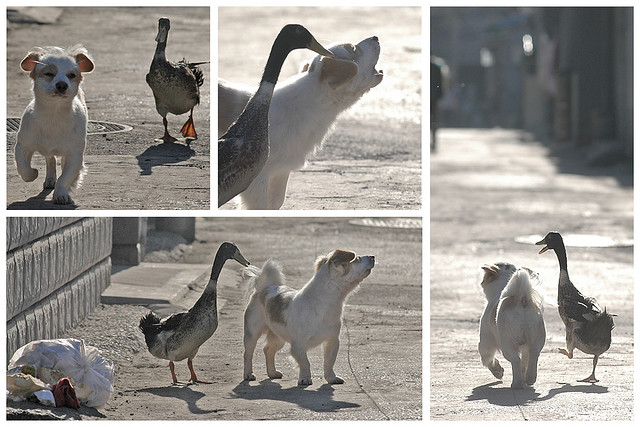 Funny animals of the week - 25 January 2013 (25 pics) | Amazing Creatures