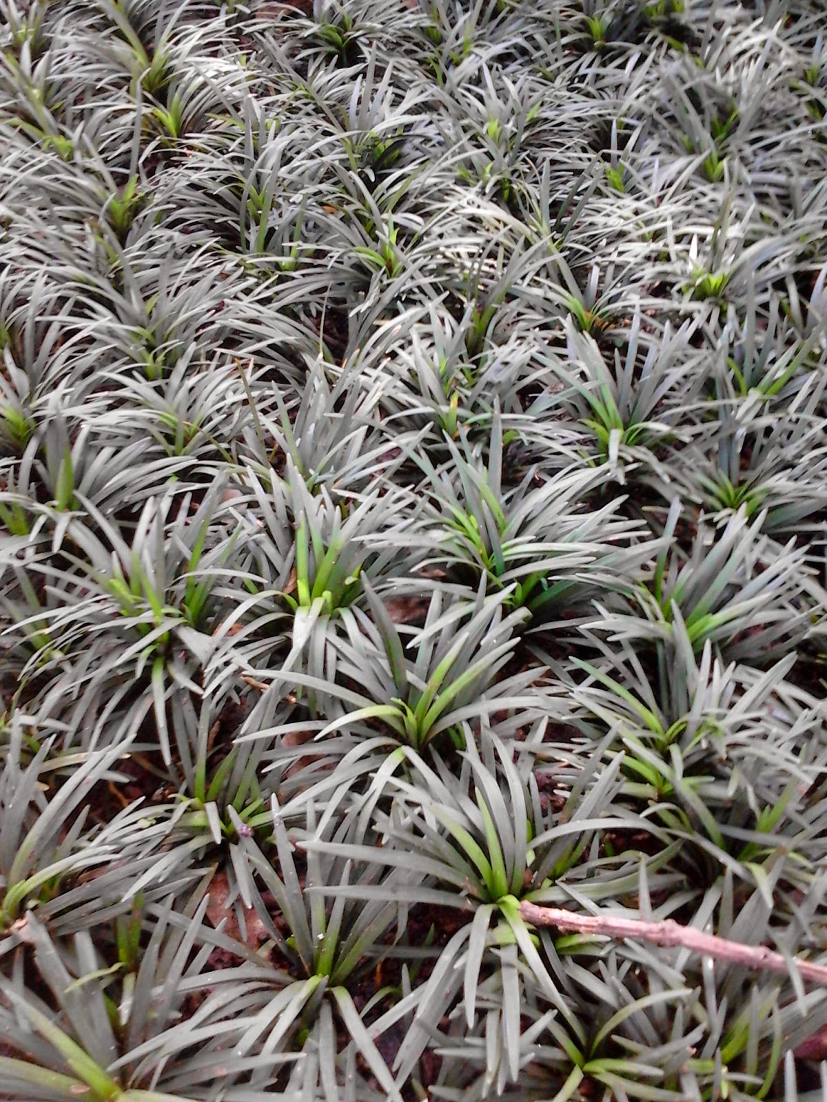 JUAL POHON KUCAI MINI | TANAMN HIAS | PEMBUATAN TAMAN | KATALOG TAMAN