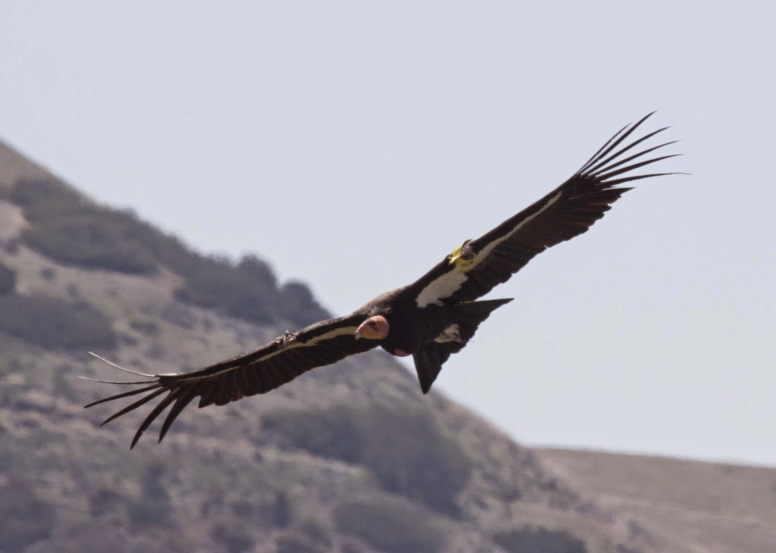 purpura: EL GUADIÁN DE LOS ANDES - El Cóndor Pasa-Musica Instrumental ...