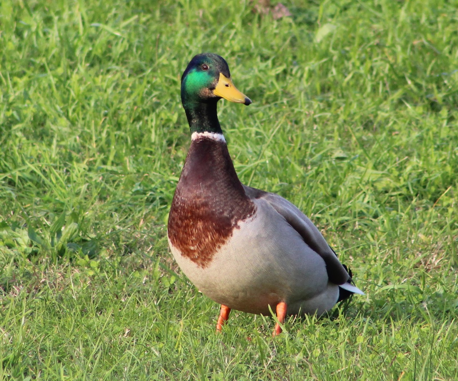 Imagens da vida animal: Pato-real (Anas platyrhynchos) (Macho)