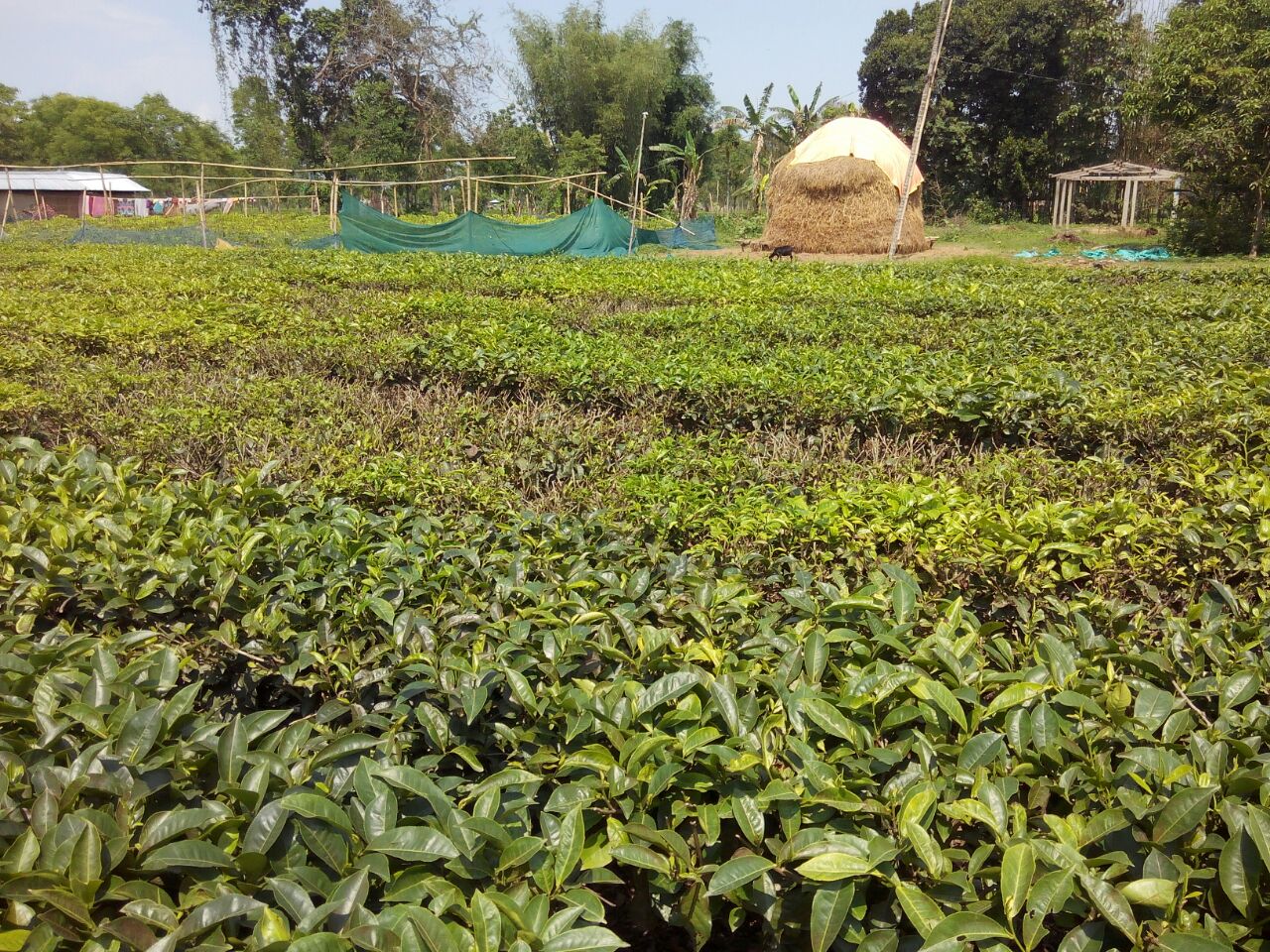 Social TeaV Blogs if need to go back type www.SocialTeaV.Net: ROBERT ...