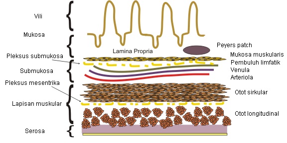 Sultria Lani: Sistem Pencernaan ( Usus halus dan Usus Besar )