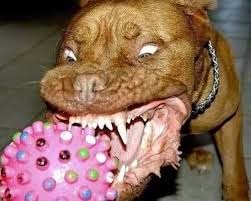 Primeros Auxilios: Mordeduras de perros. Qué hacer?