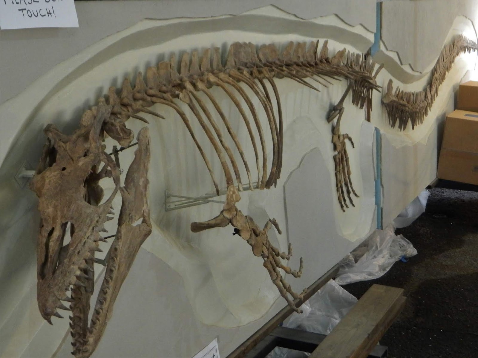 CSMS GEOLOGY POST: BIG FOSSILS: EXPLORING TUCSON SHOWS