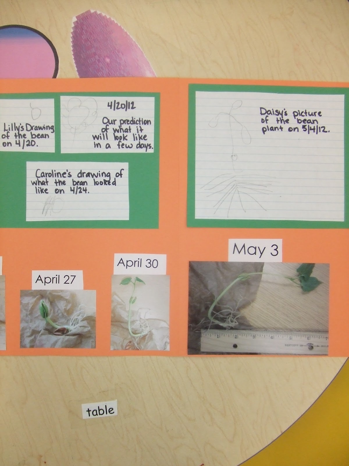 Cachey Mama's World of Learning: Bean Growth Experiment and Documentation