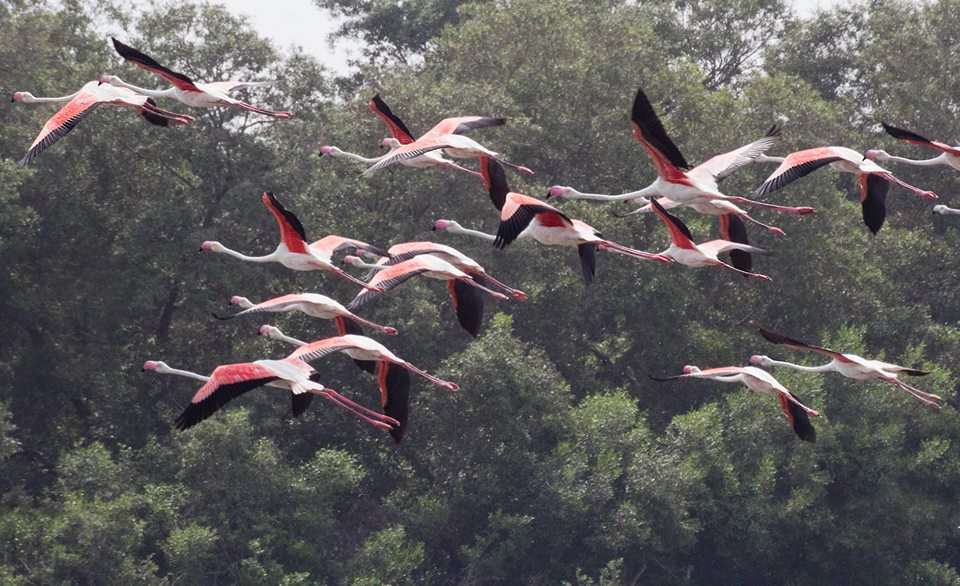 Beautiful Birds of Pakistan - Flamingos ~ Jaho Jalal