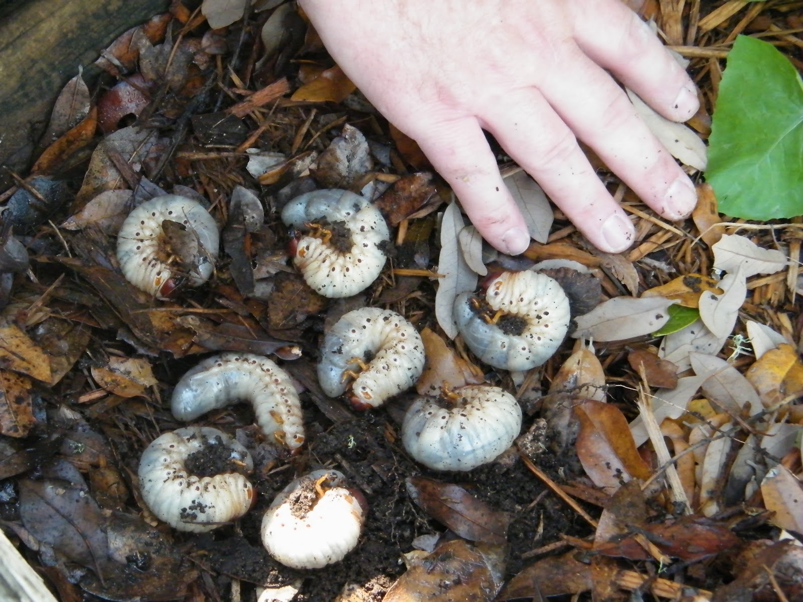 Home of a Feral Biologist: Rhinoceros Beetle Grubs