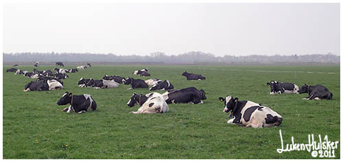 LH VANDAAG: Koeien en weidebloemen