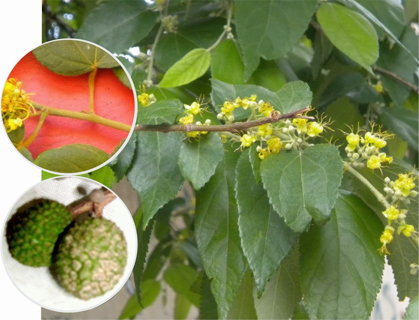 v e r d e c h a c o: Cabeza de negro / Guásima