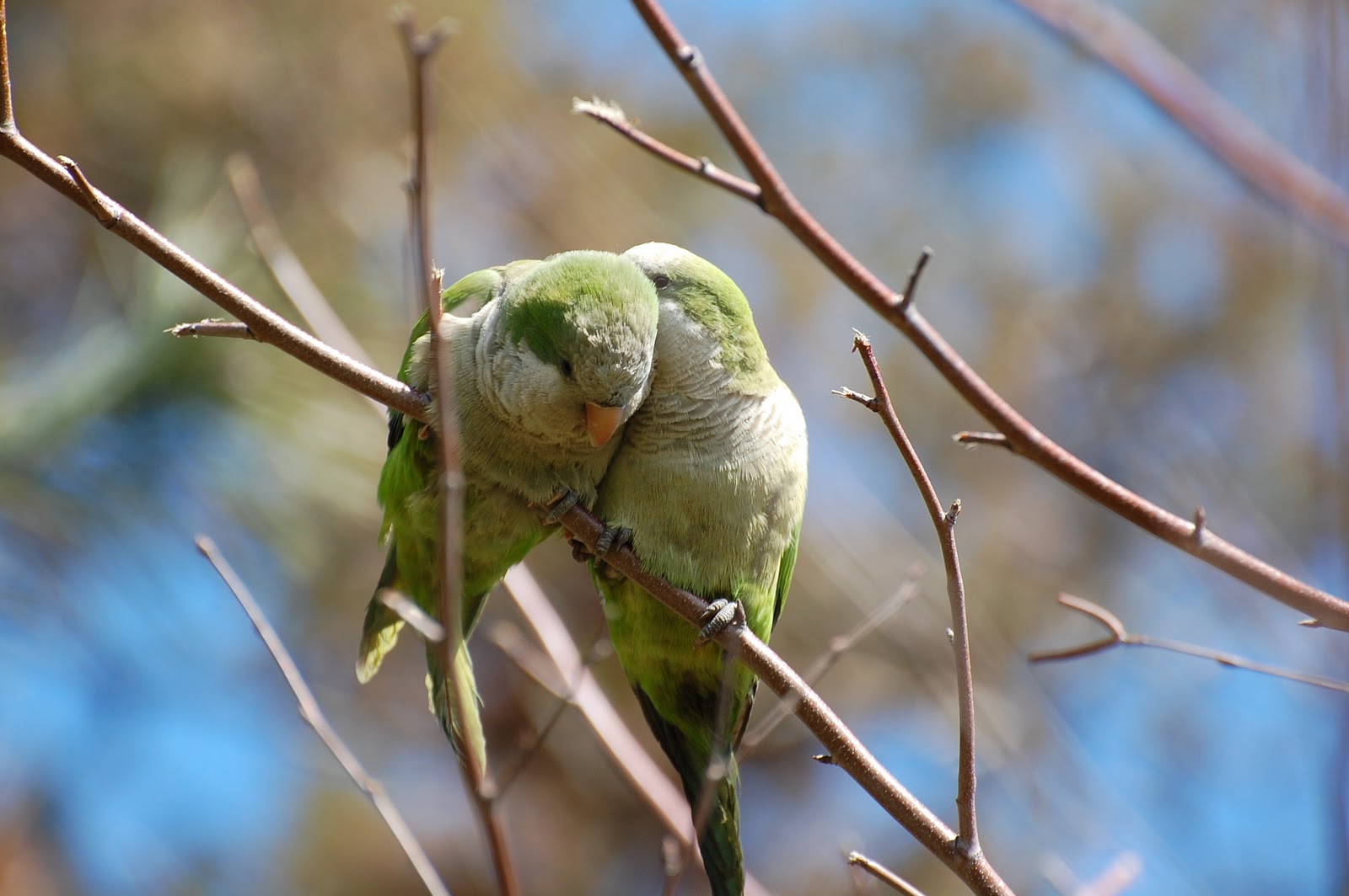 Urban Wildlife Guide: Brooklyn's Monk Parakeets