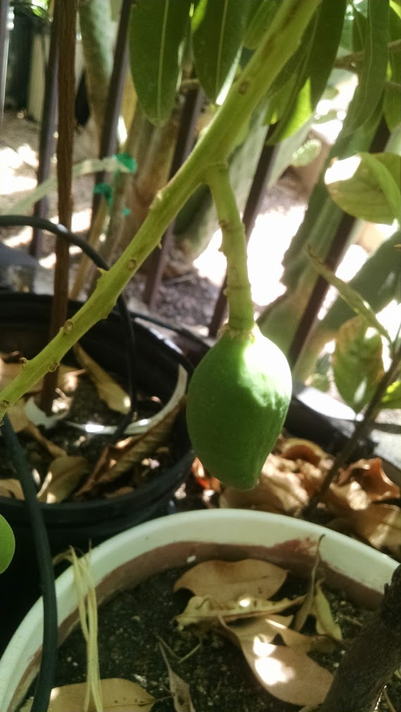 Desert Valley Orchard: Cac Mango