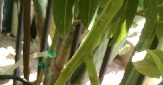 Desert Valley Orchard: Cac Mango