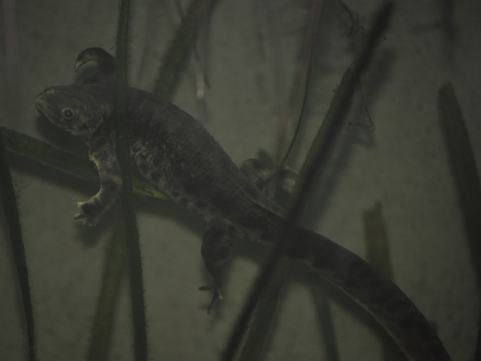 ZOOTOGRAFIANDO (5.836 ANIMALS): GALLIPATO / IBERIAN RIBBED NEWT ...