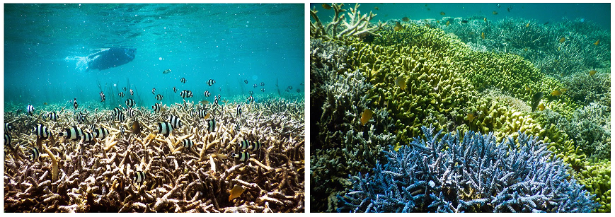 Pulau Meti - Wisata Laut Dan Sejarah Halmahera Utara (Wilayah Tobelo ...