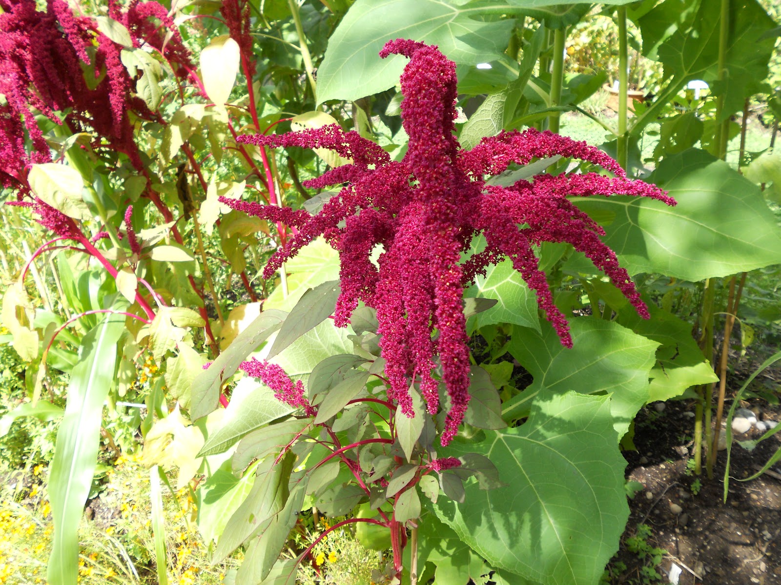 Jardineria Eladio Nonay: Amaranthus Caudatus o Moco de pavo (Jardinería ...