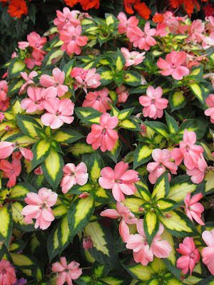 SunPatiens - The Real Deal | Rotary Botanical Gardens
