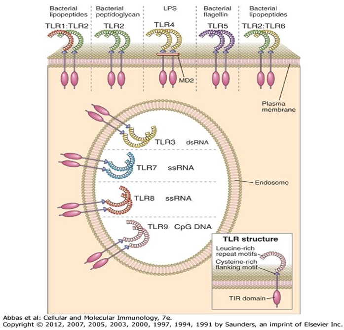 Receptores Semelhantes a Toll (TLRs) - Tira o Jaleco