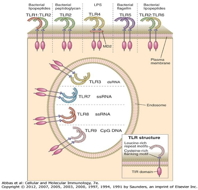 Receptores Semelhantes a Toll (TLRs) - Tira o Jaleco