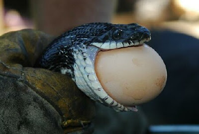 Snake Eating Egg Bigger than Its Mouth AMAZING