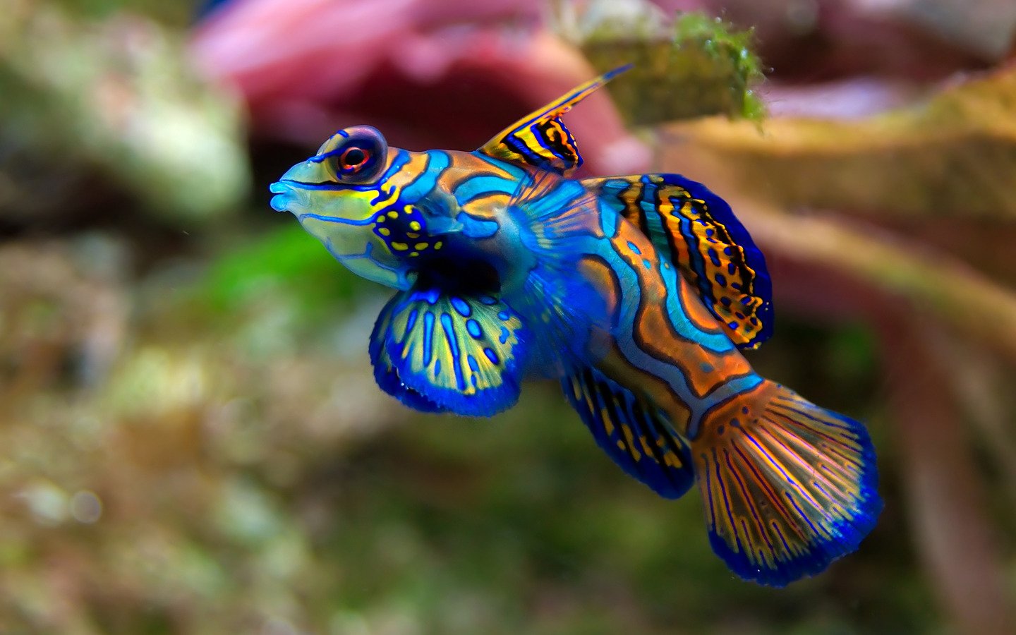 Lírio Coral: Papéis de Parede - Peixes e Estrelas-do-mar