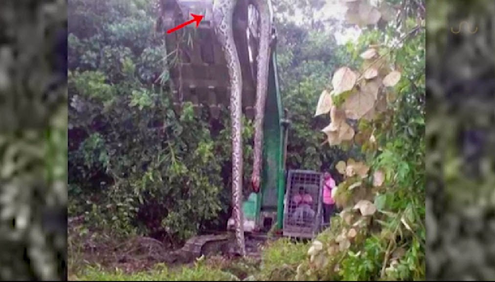 Giant Snake's Eats Man? - The Discover Reality