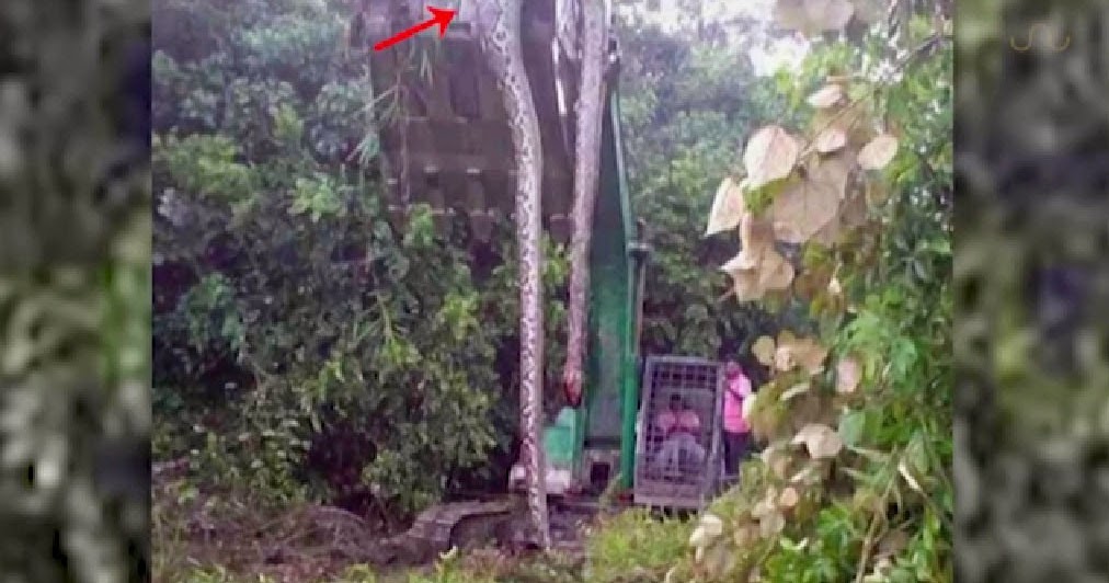 Giant Snake's Eats Man? - The Discover Reality