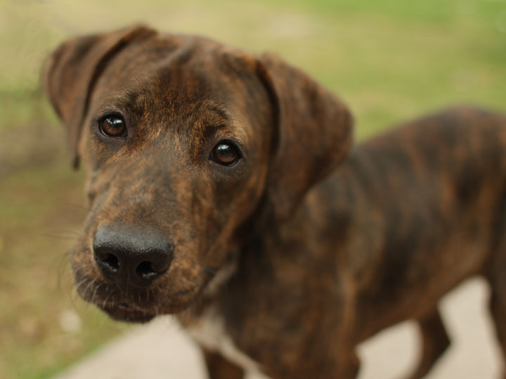 Chipper - Plott Hound