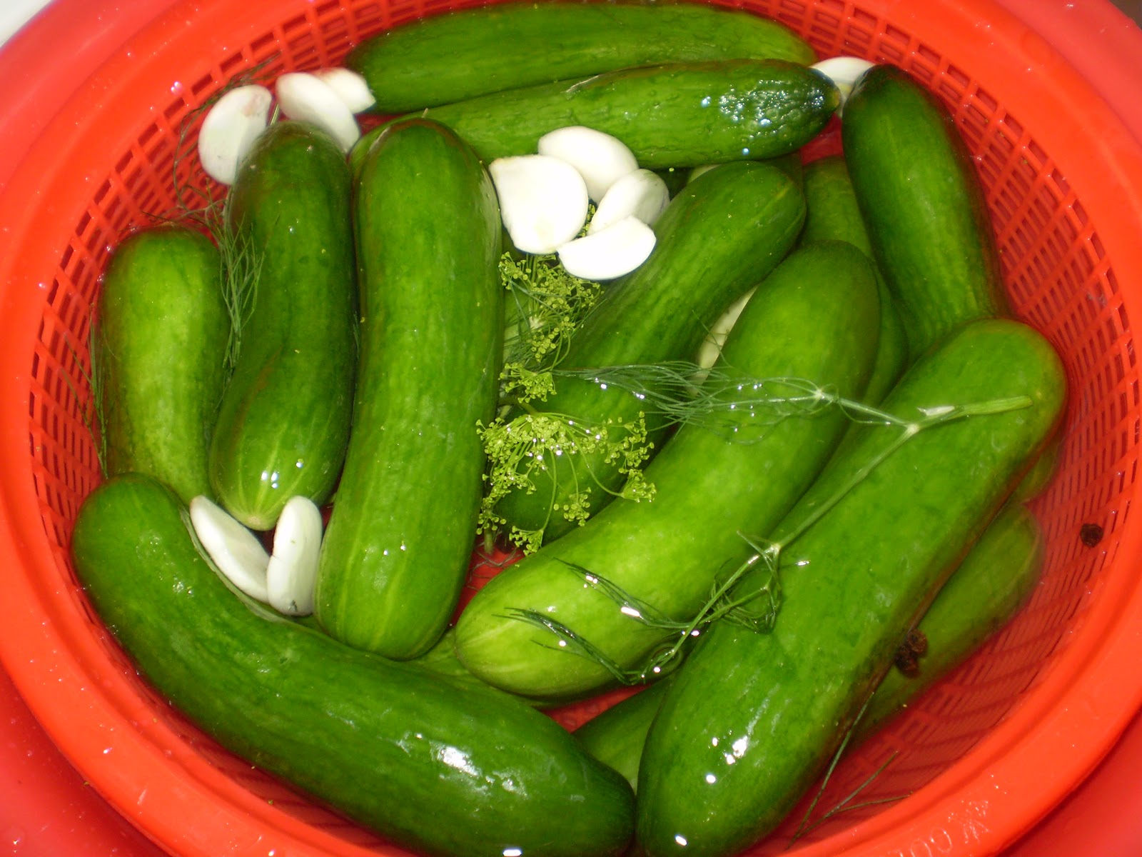 Unveiled Jobless Money Tai Tai's Life: HOW TO MAKE GHERKIN (DWARF ...