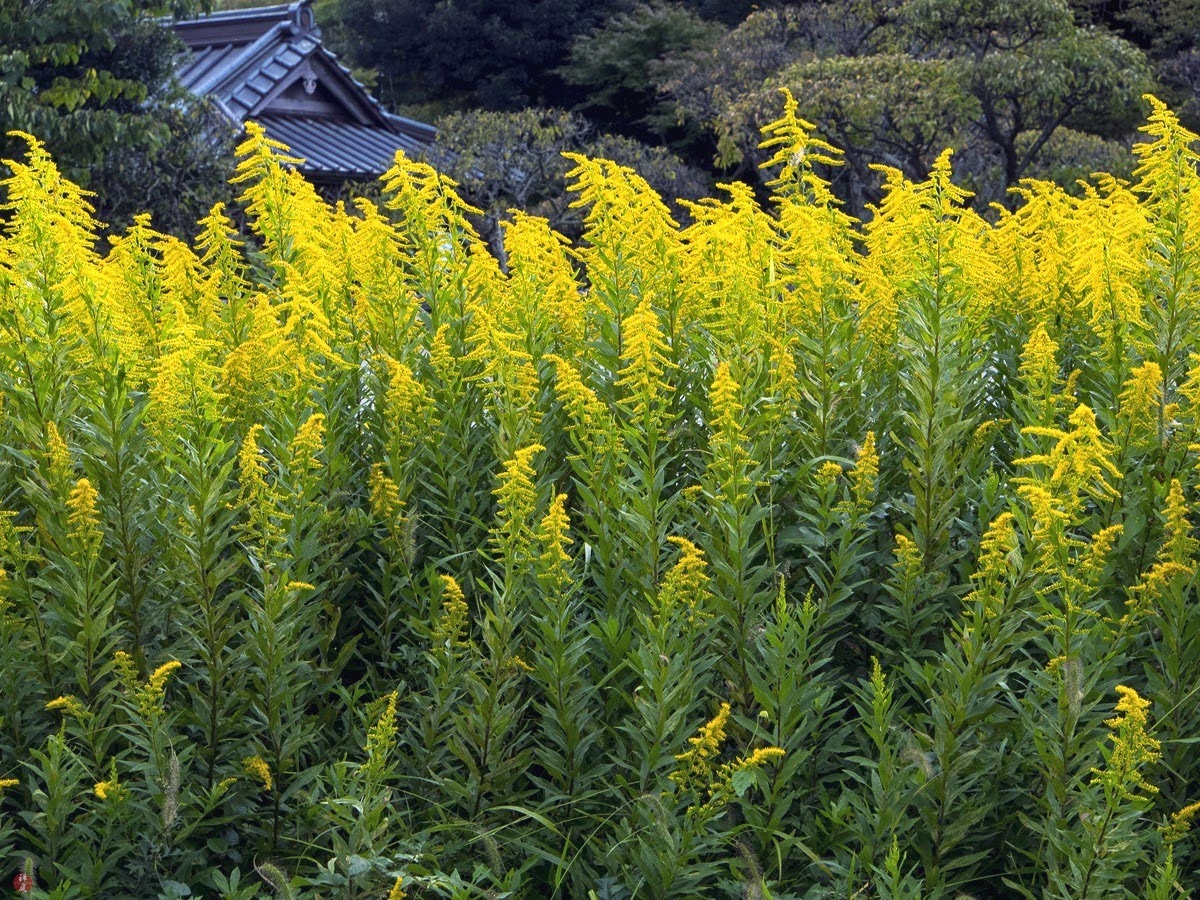 FROM THE GARDEN OF ZEN: Seitaka-awadachiso (Solidago altissima) flowers ...