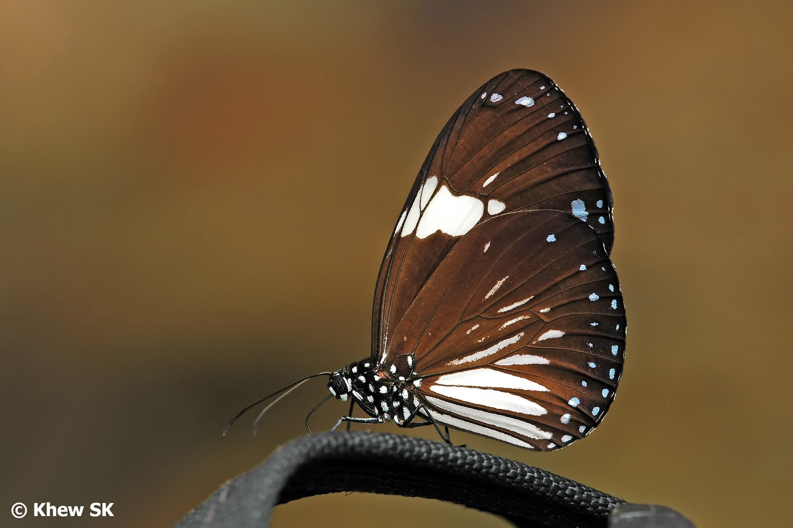 Butterflies of Singapore: 11/01/2019 - 12/01/2019