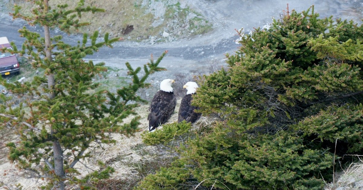 The Battle of the Red Beans and ...Mating Eagles?!?