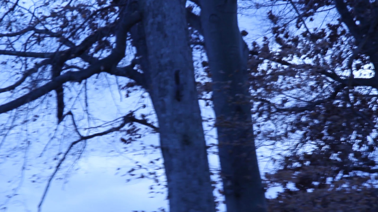 IMM 110-01 Fall 2018 (Matthew)